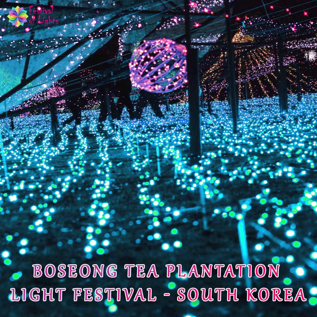 Boseong Tea Plantation Light Festival - South Korea | Plan Your Visit